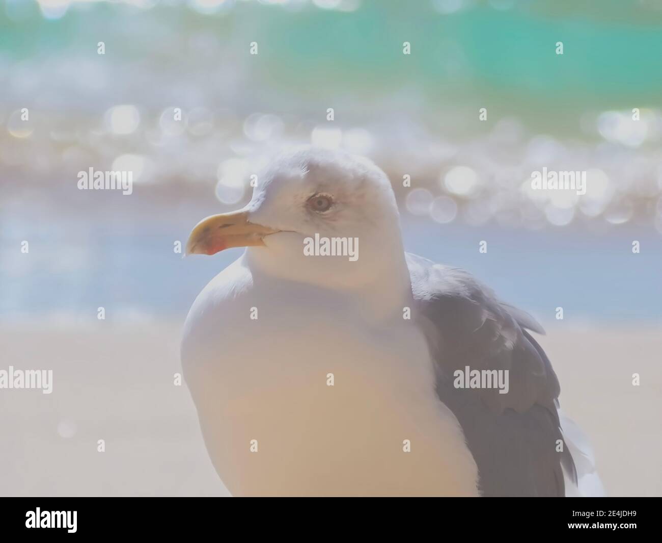 Closeup beautiful curious seagull hi-res stock photography and images ...