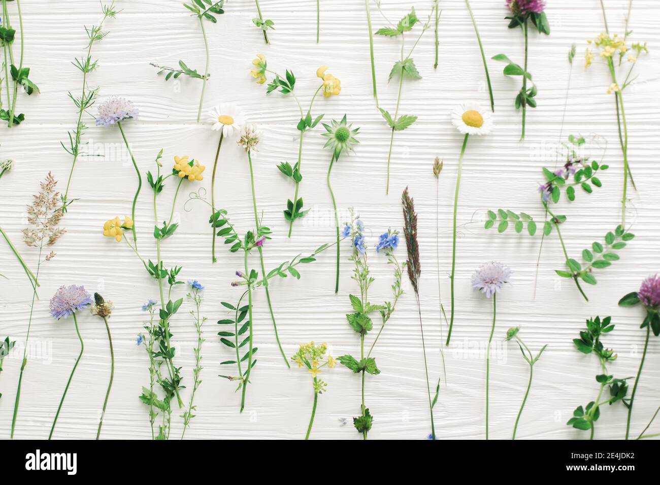 Spring flowers flat lay. Beautiful wildflowers stems and blooming ...