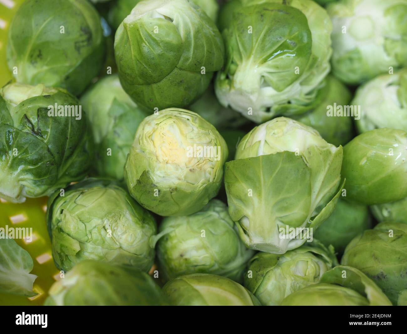 brussels sprouts cabbage vegetables vegetarian food (scientific name ...
