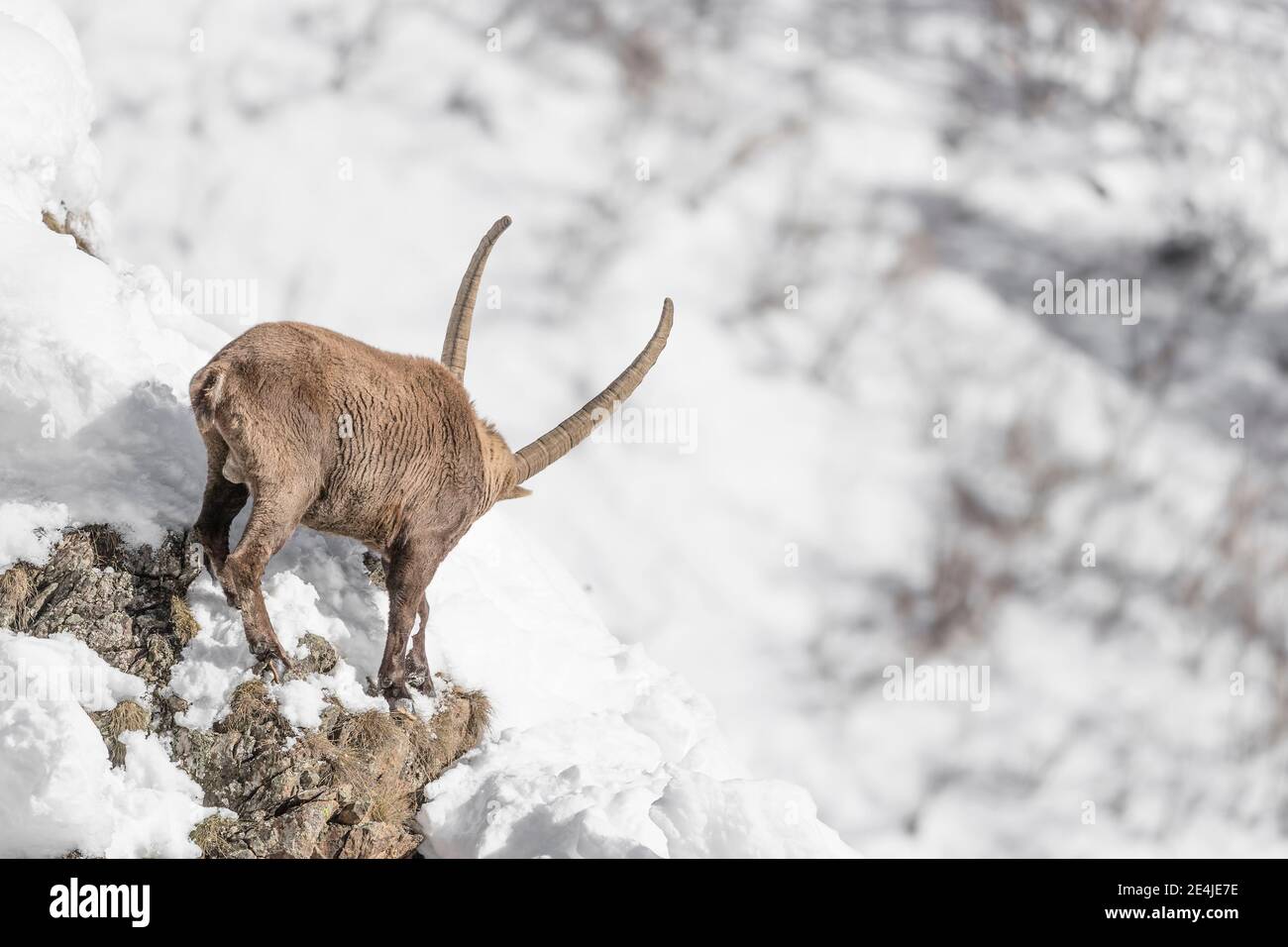 Alpine ibex capra feeding hi-res stock photography and images - Alamy