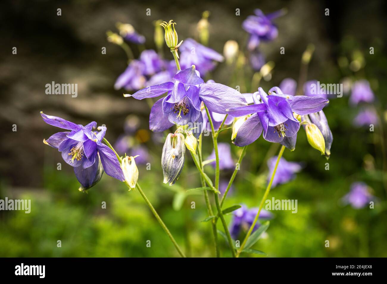 Common columbine (Aquilegia vulgaris) growing in mountain meadow Stock ...