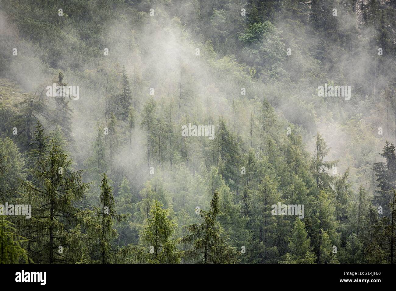 Fog over forest hi-res stock photography and images - Alamy