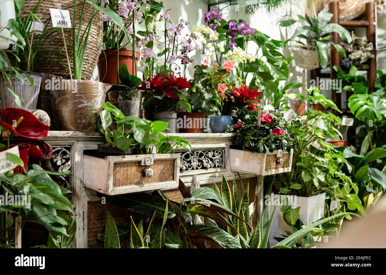 Assorted potted plants at flower shop Stock Photo - Alamy