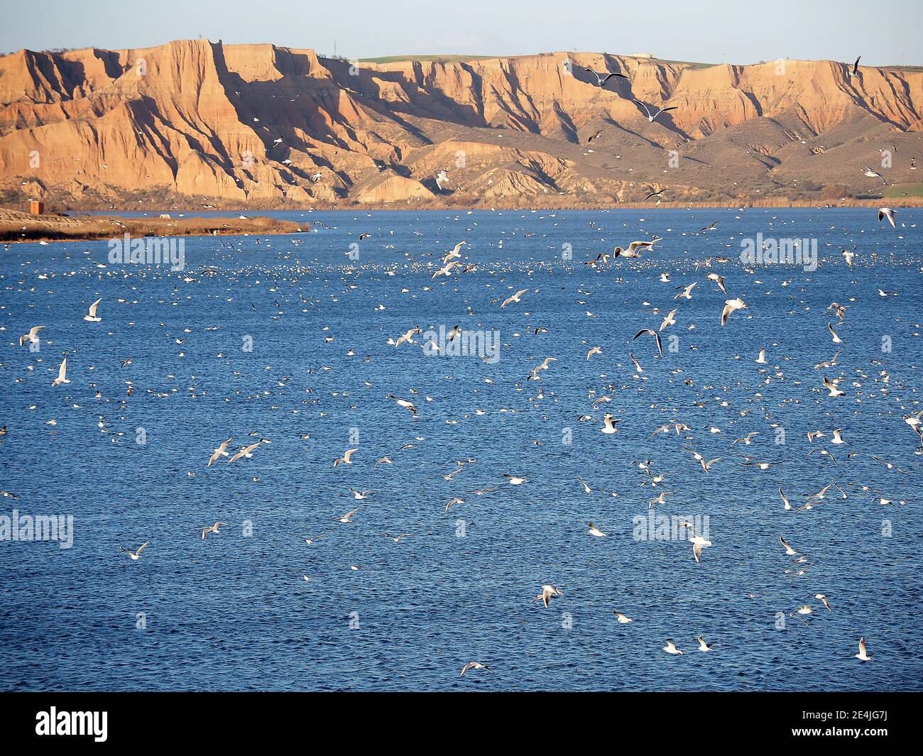 Large river animal hi-res stock photography and images - Alamy