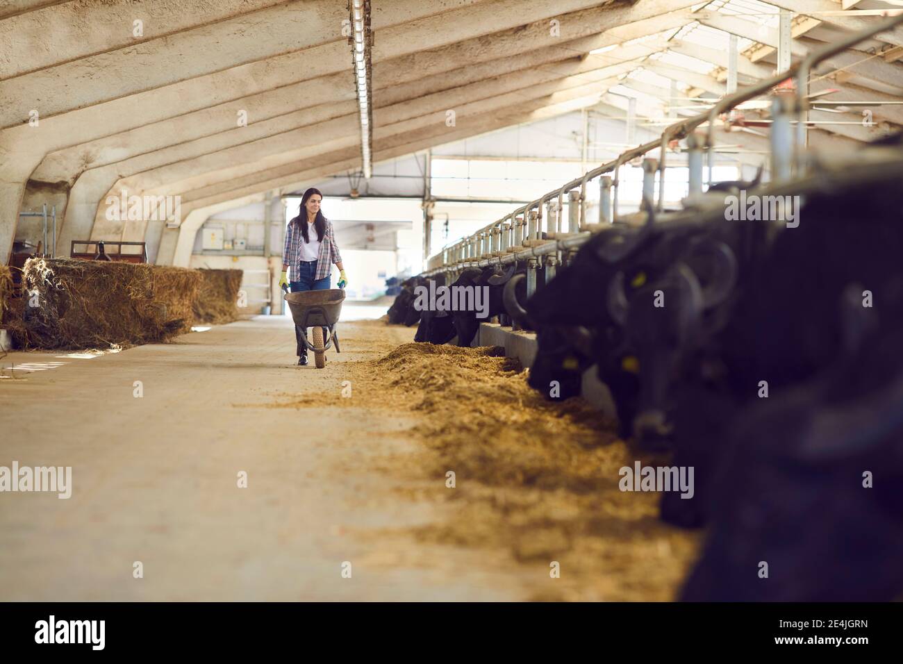 Young woman farm worker farmer walking along stalls with black cows and ...