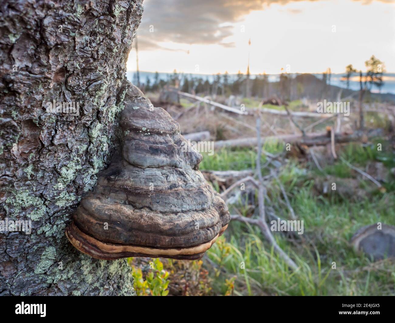 Fungus growing on tree bark hi-res stock photography and images - Alamy