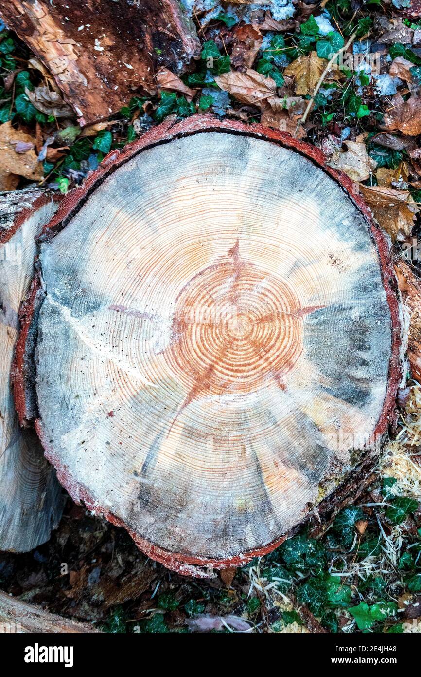 Overhead view tree stump hi-res stock photography and images - Alamy