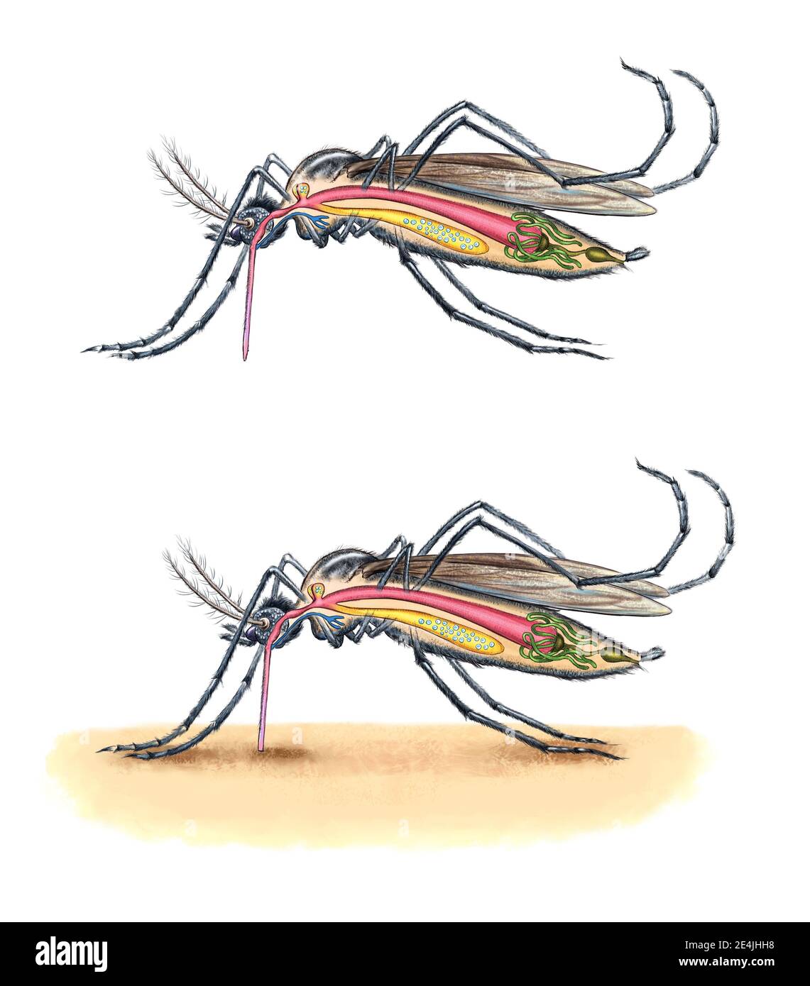 Insect anatomy cross section hi-res stock photography and images - Alamy