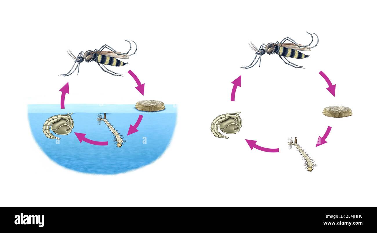 Mosquito life cycle hi-res stock photography and images - Alamy