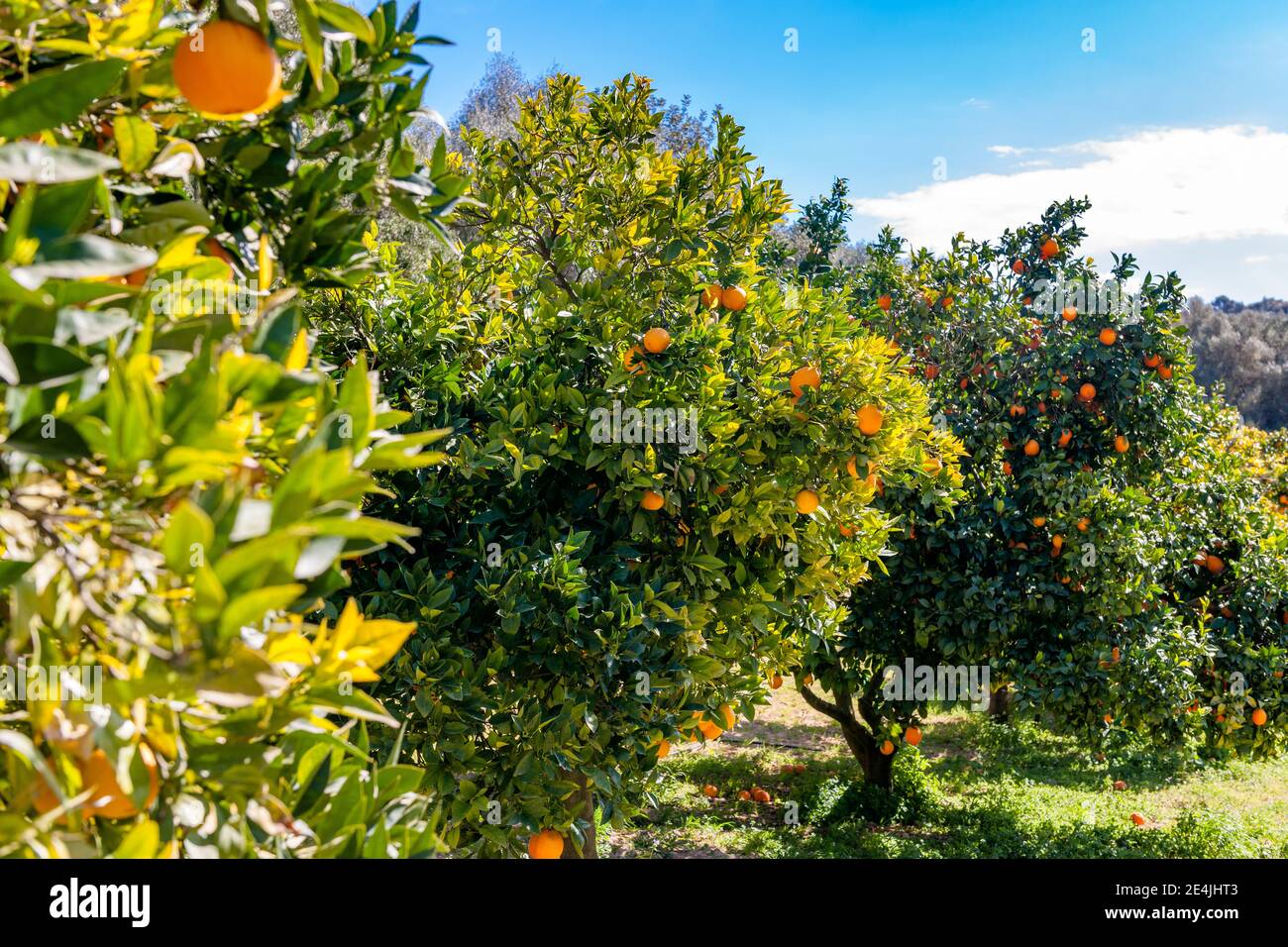 Orange orchard hi-res stock photography and images - Alamy