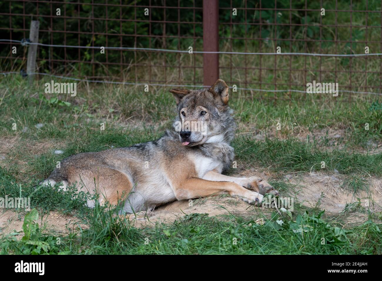 Eurasian Wolf laying on the ground, resting, having his tongue out in a movement called 'blep ...