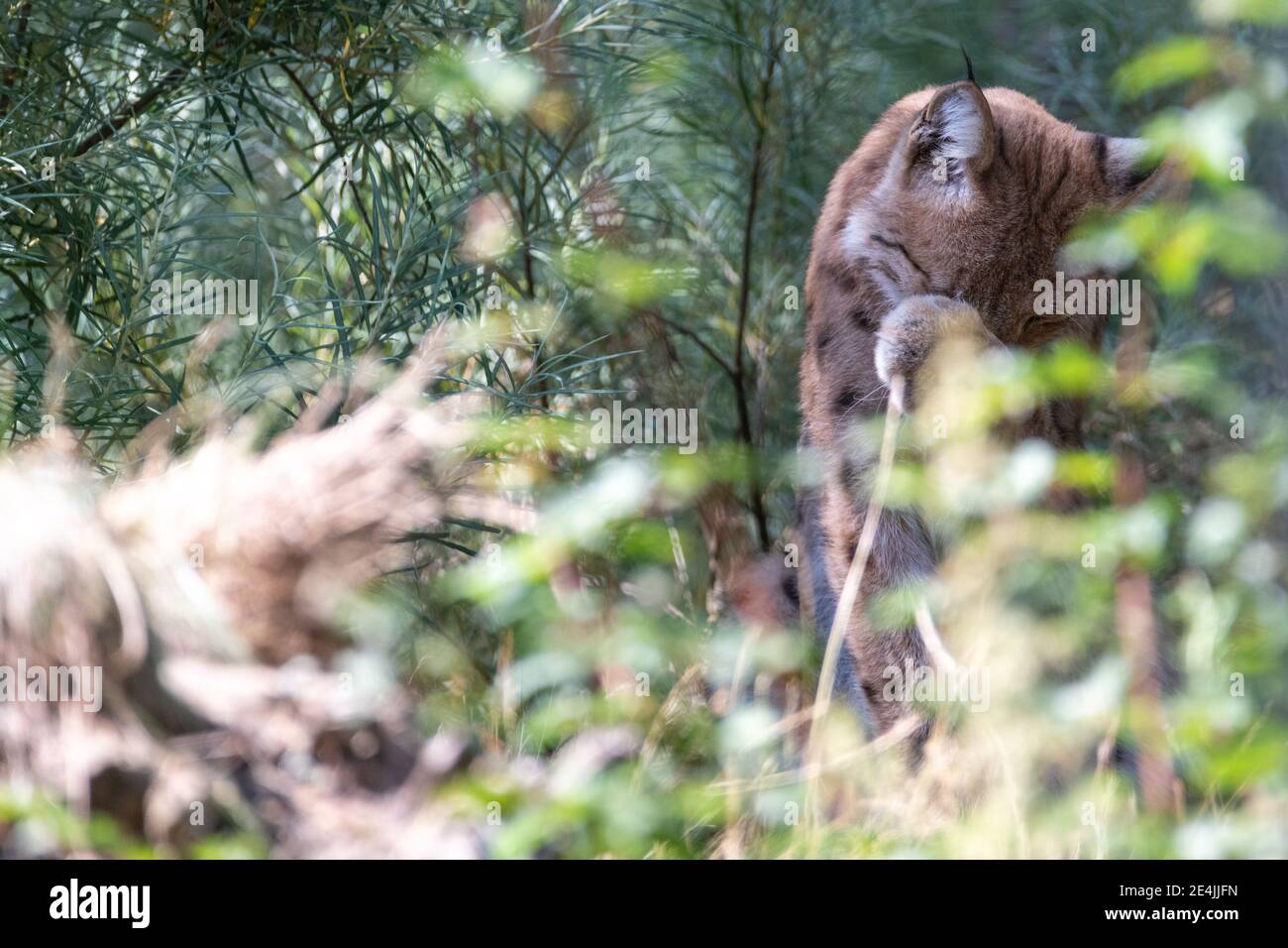 Lynx ears hi-res stock photography and images - Alamy