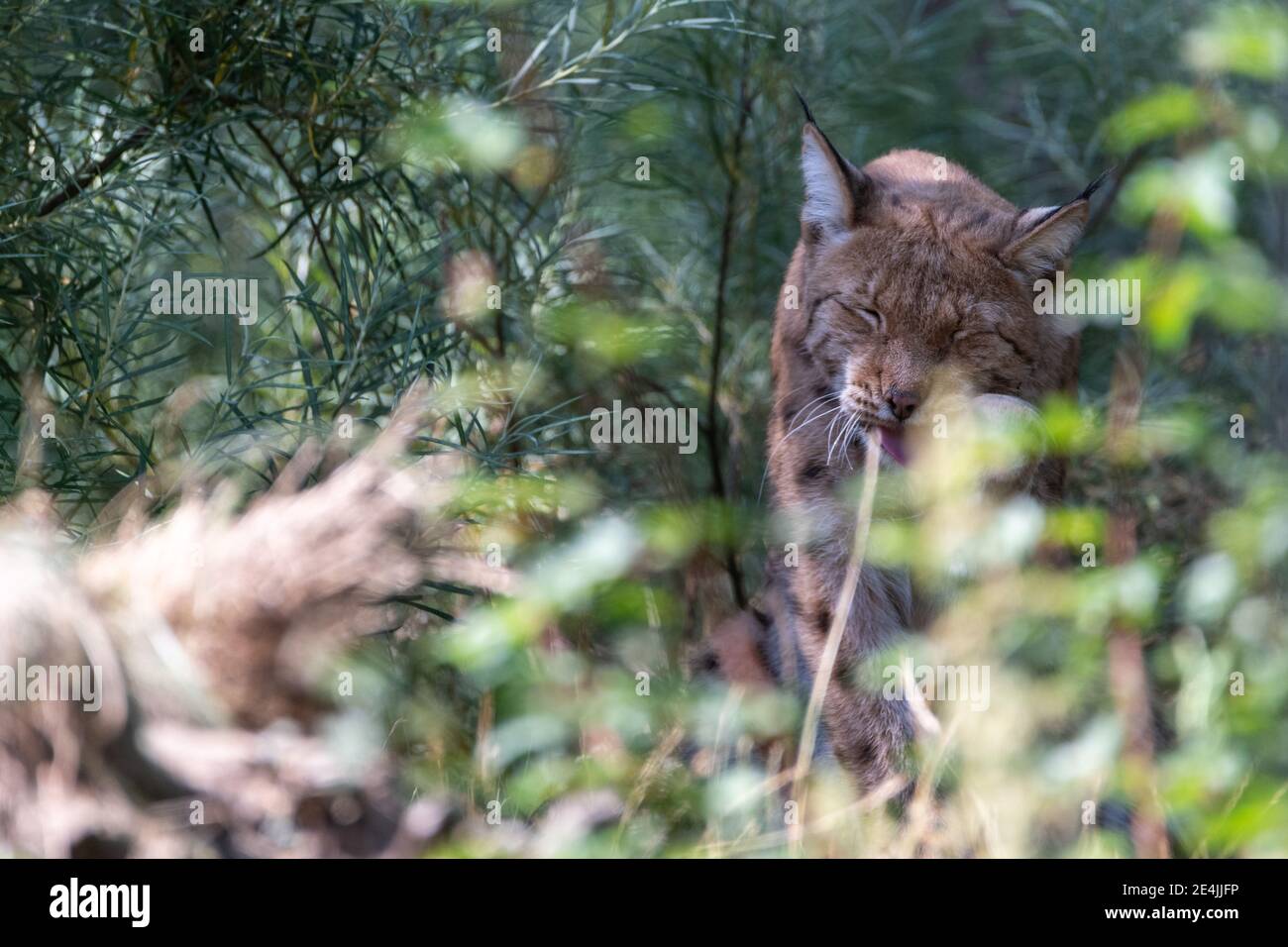 Lynx hiding behind leaves and bushes, cleaning and licking his paws ...