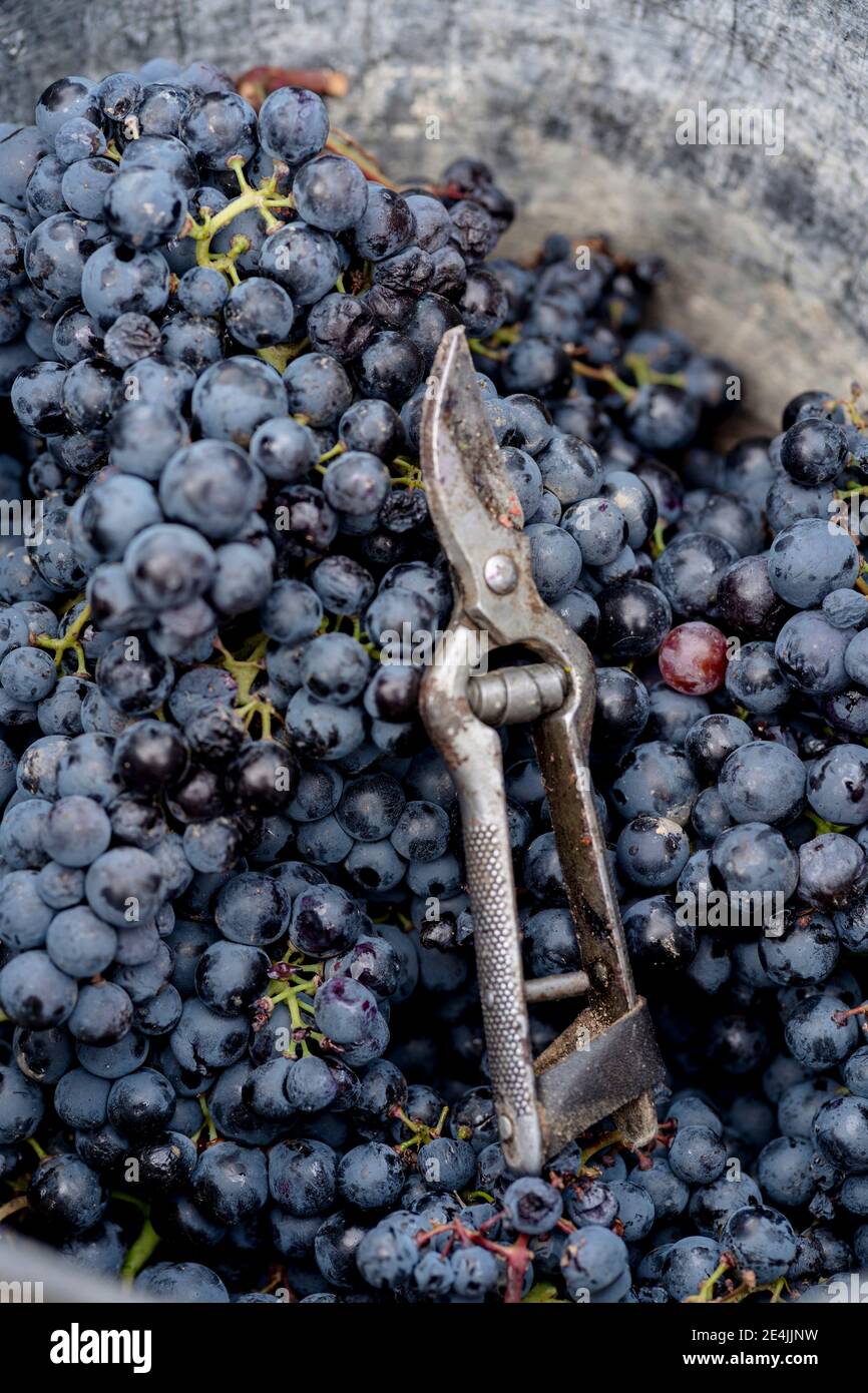 Black grapes in bucket with harvesting scissor Stock Photo - Alamy