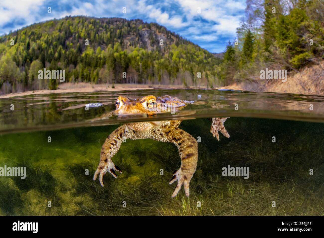 Common toad (bufo bufo) floating in Weitsee lake Stock Photo - Alamy