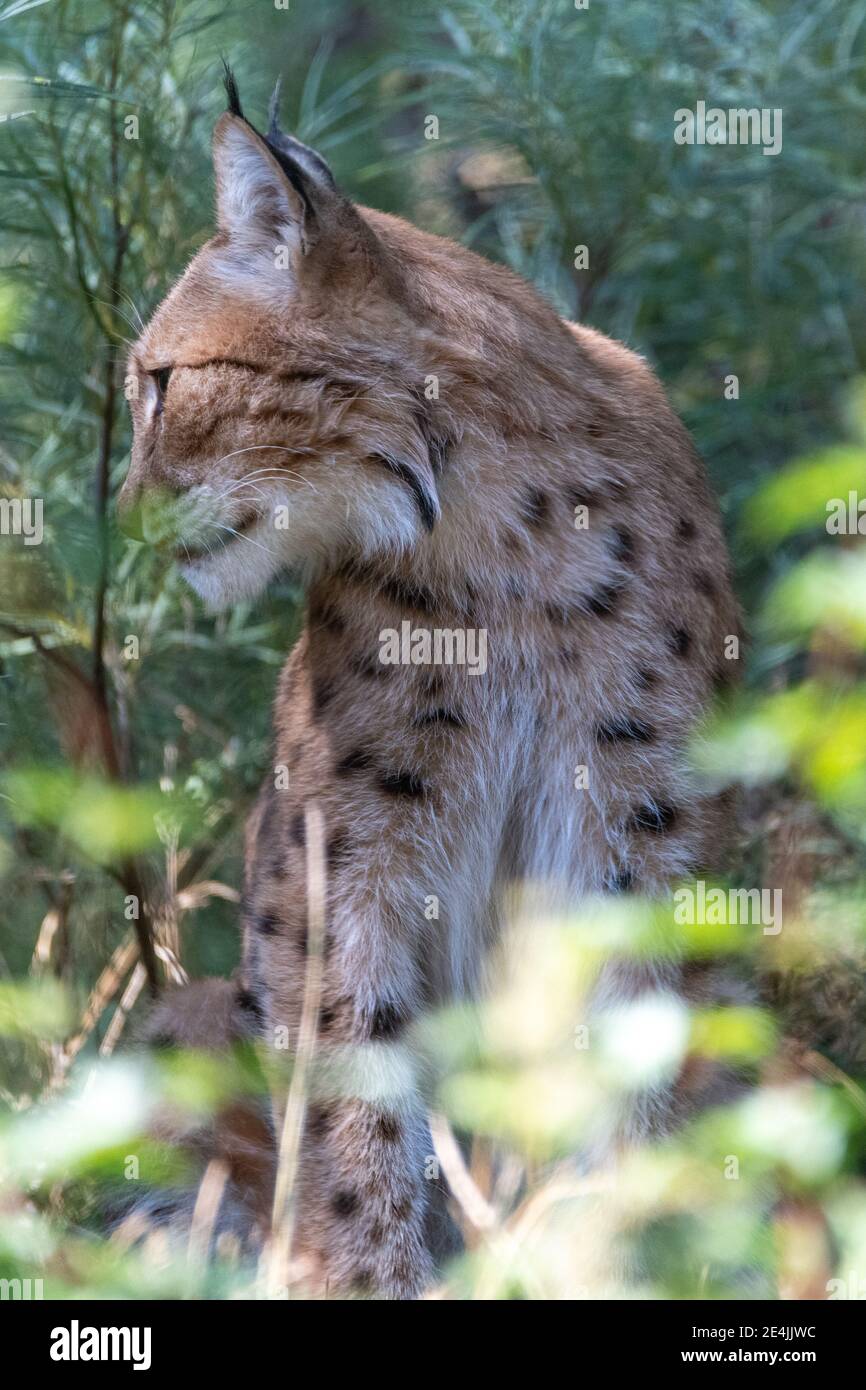 Lynx ears hi-res stock photography and images - Alamy