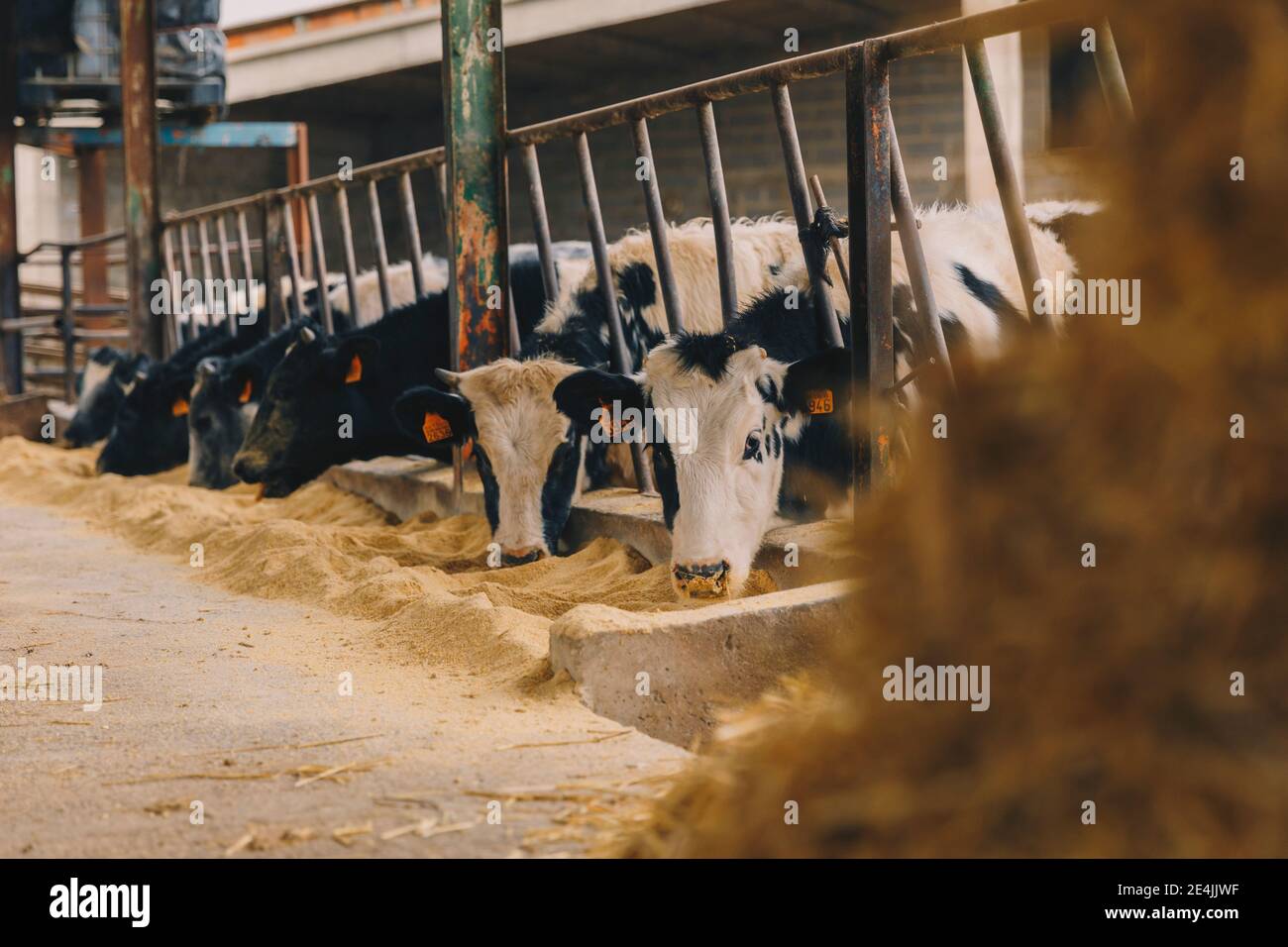 Cows eating in stable Stock Photo - Alamy