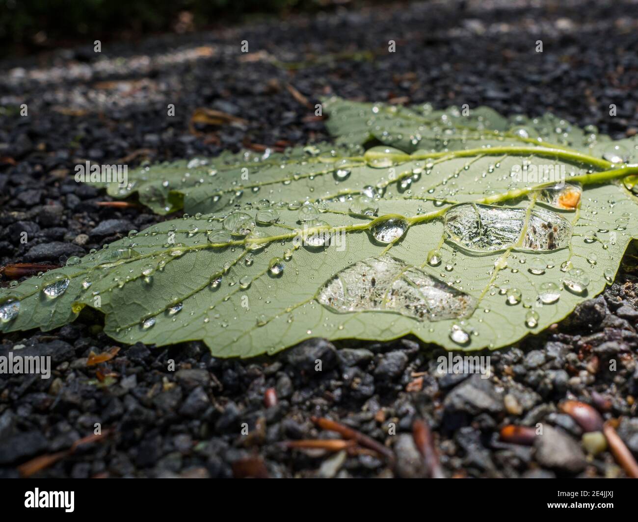 Water droplets on green fallen leaf Stock Photo - Alamy