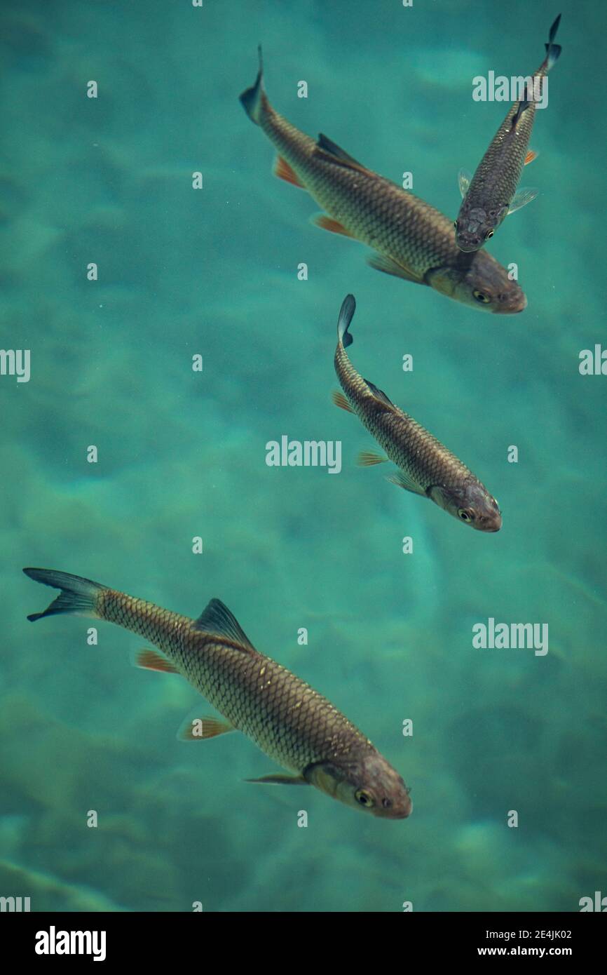 Four chubs hi-res stock photography and images - Alamy