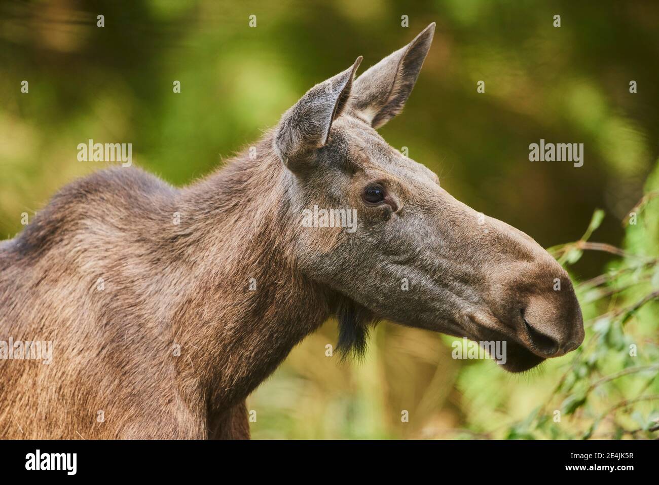 Elk (Alces alces), Moose cow, Portrait, Bavarian Forest National Park ...