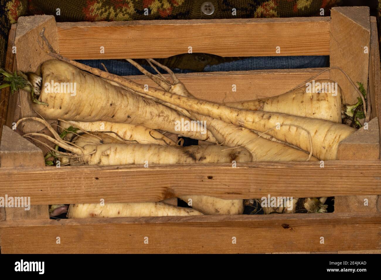Home grown parsnip root vegetable in wooden crate Stock Photo - Alamy