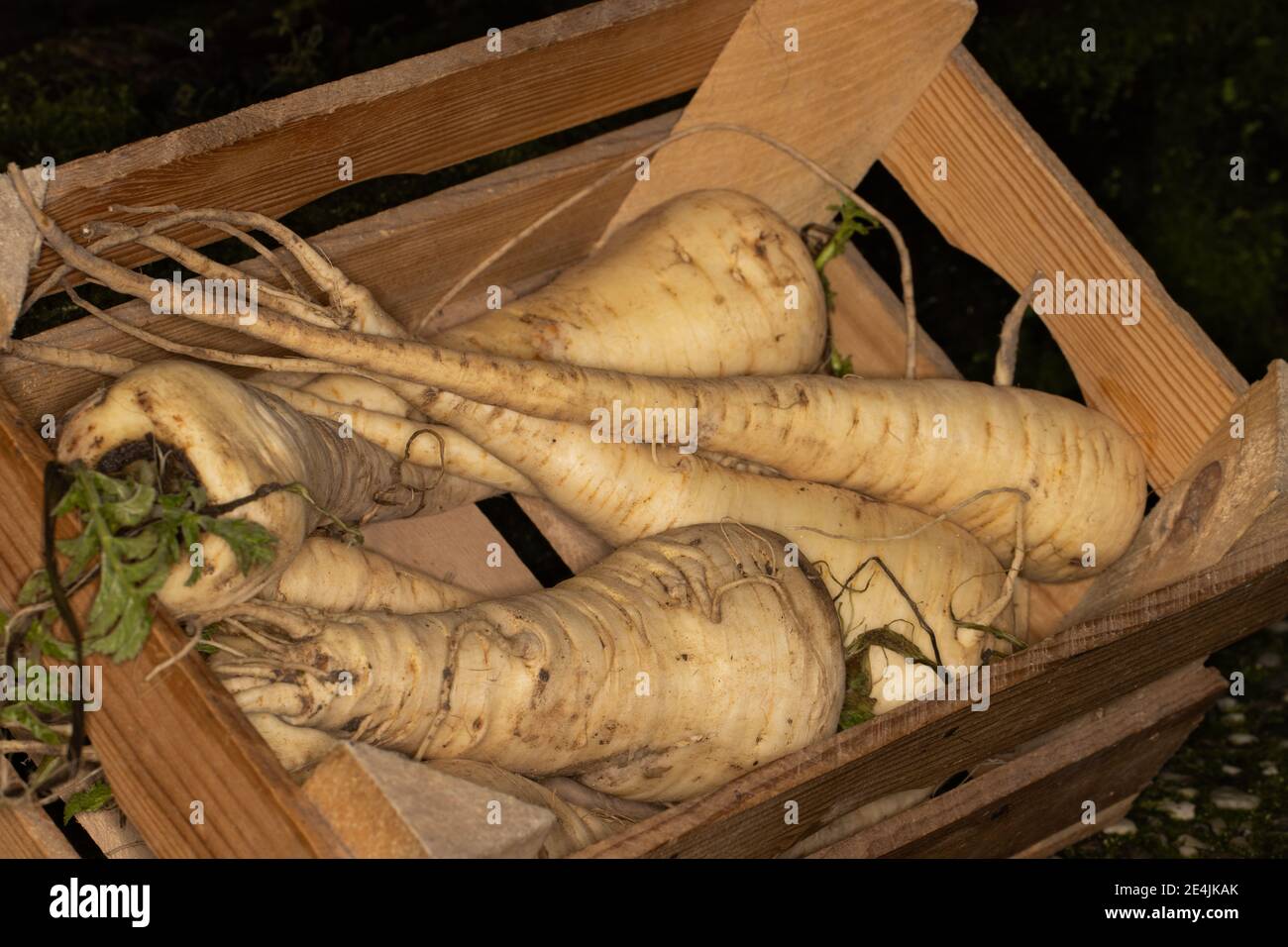 Home grown parsnip root vegetable in wooden crate Stock Photo - Alamy