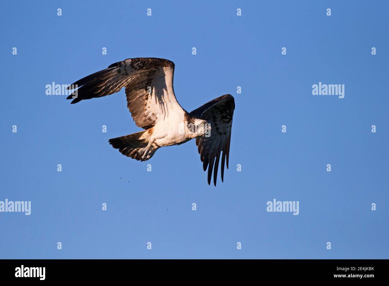 Osprey spreading its wings hi-res stock photography and images - Alamy