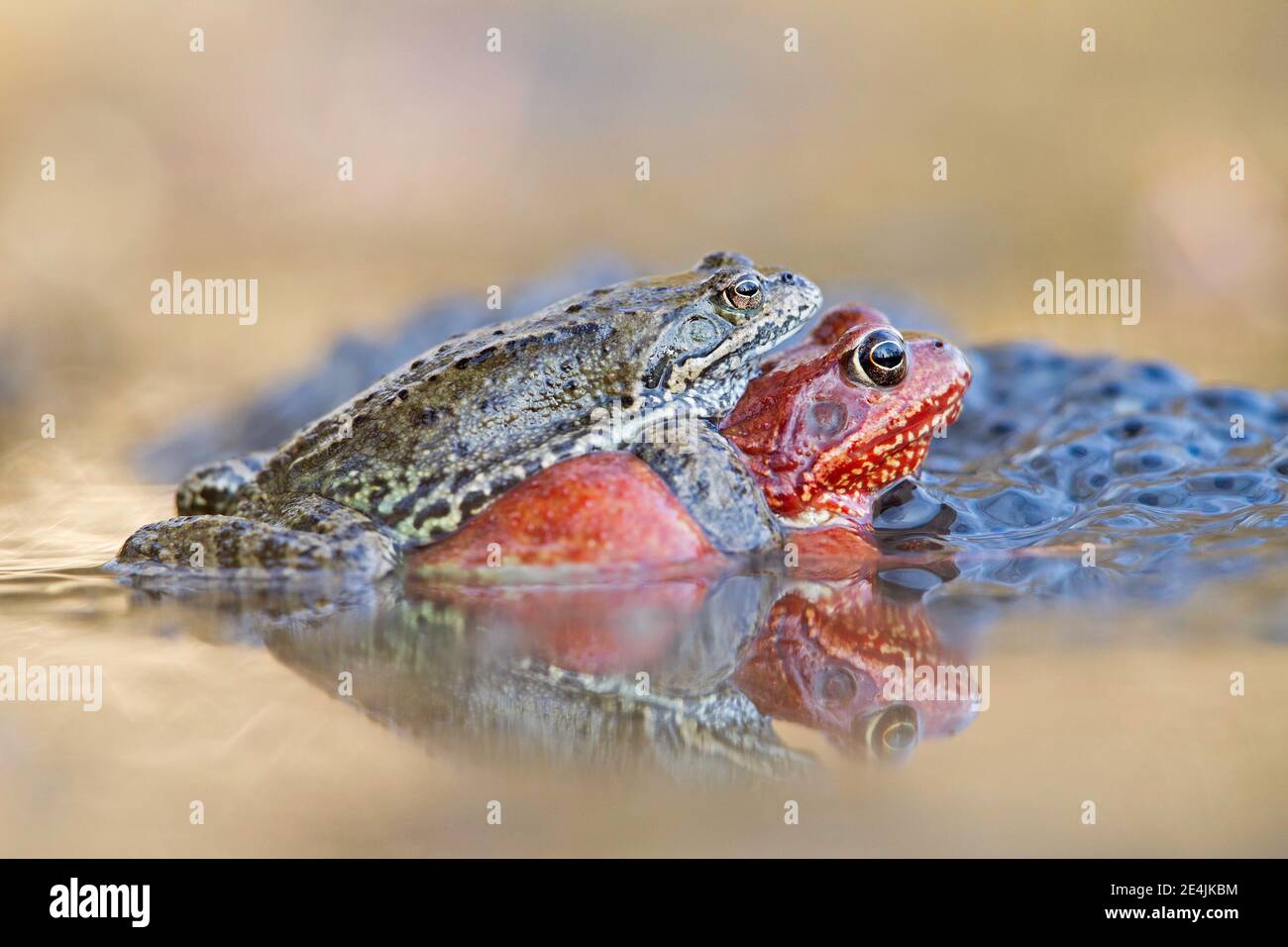 Common frog (Rana temporaria) in amplexus in front of spawning next to ...
