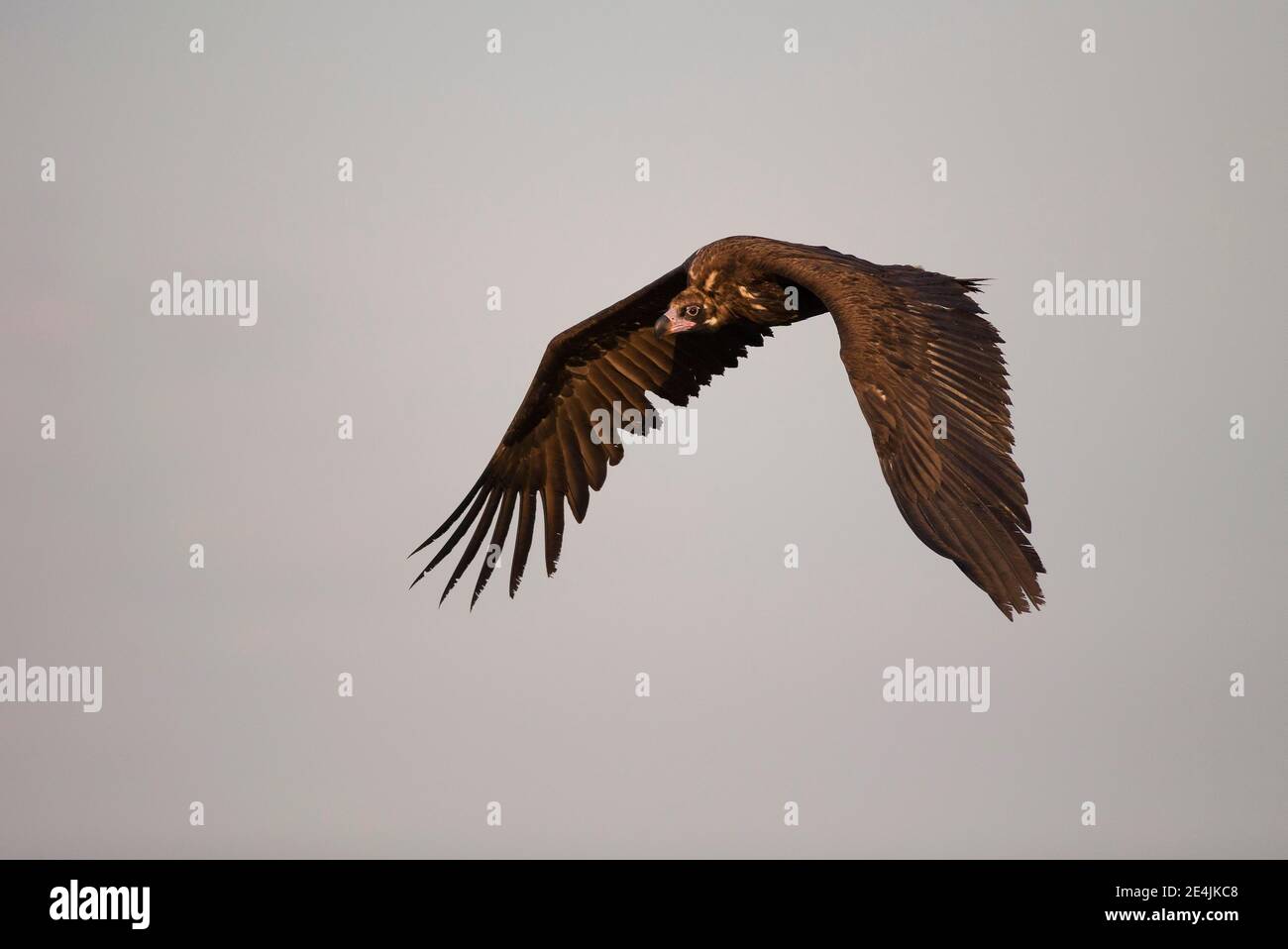 Vulture wings in flight hi-res stock photography and images - Alamy