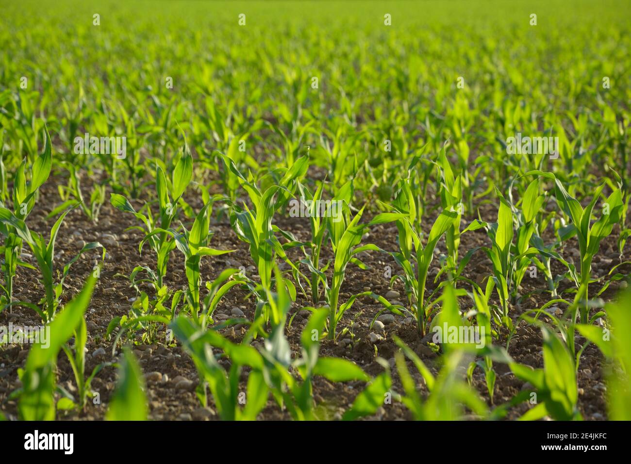 Growing green corn field close hi-res stock photography and images - Alamy