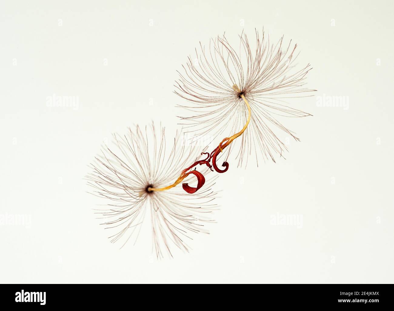 Flight seeds of a tannera flower, daisy family (Asteraceae ...