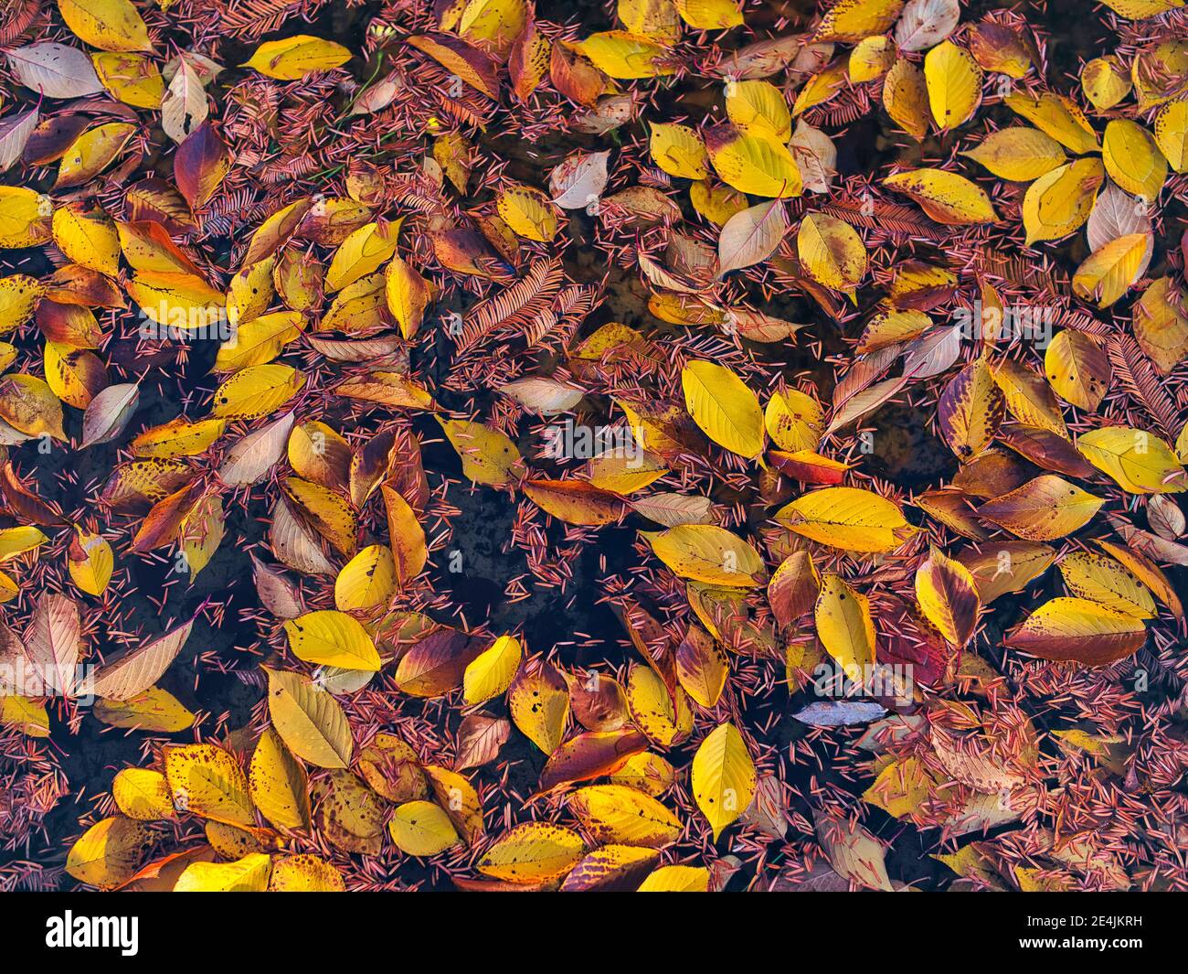 Floating pond leaves hi-res stock photography and images - Alamy