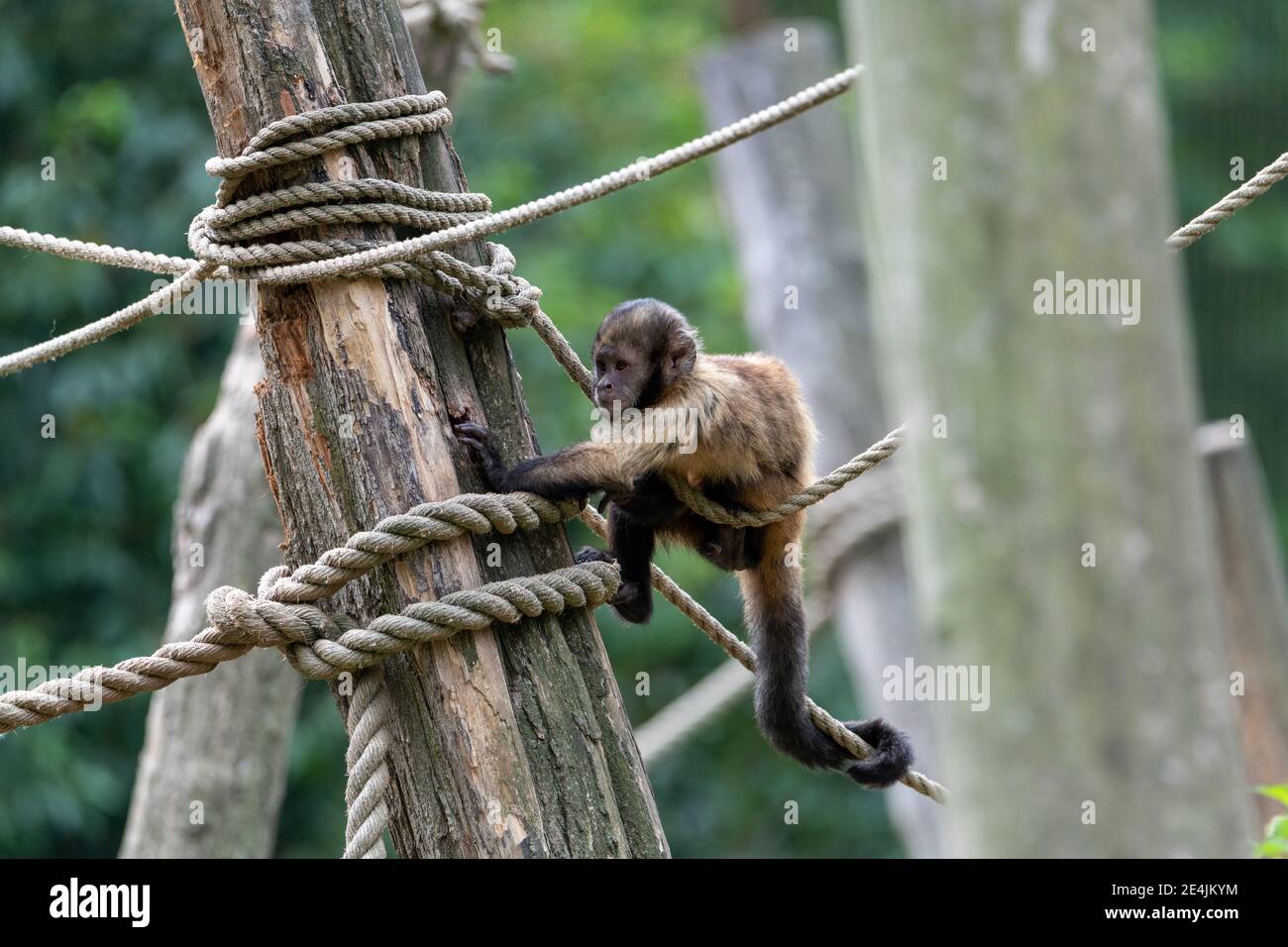 Black Capuchin Monkey clinging to and hanging from a piece of wood with ...
