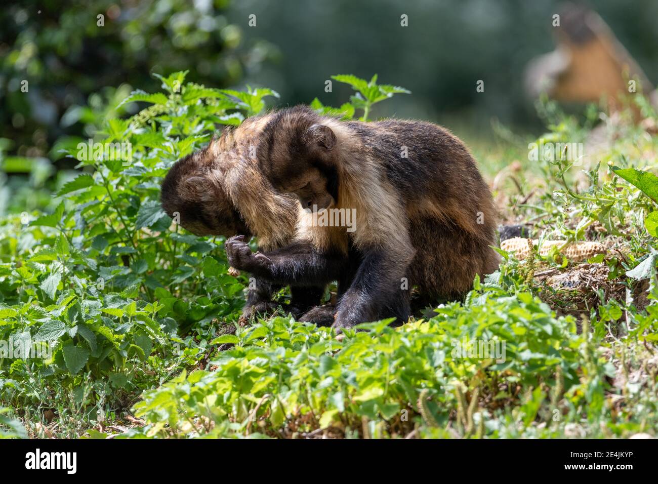 Two Black Capuchin Monkey, searching the ground, holding one hand up ...