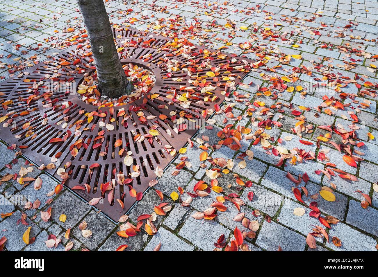 Grating for tree protection with autumn leaves, Kempten, Allgaeu, Upper ...