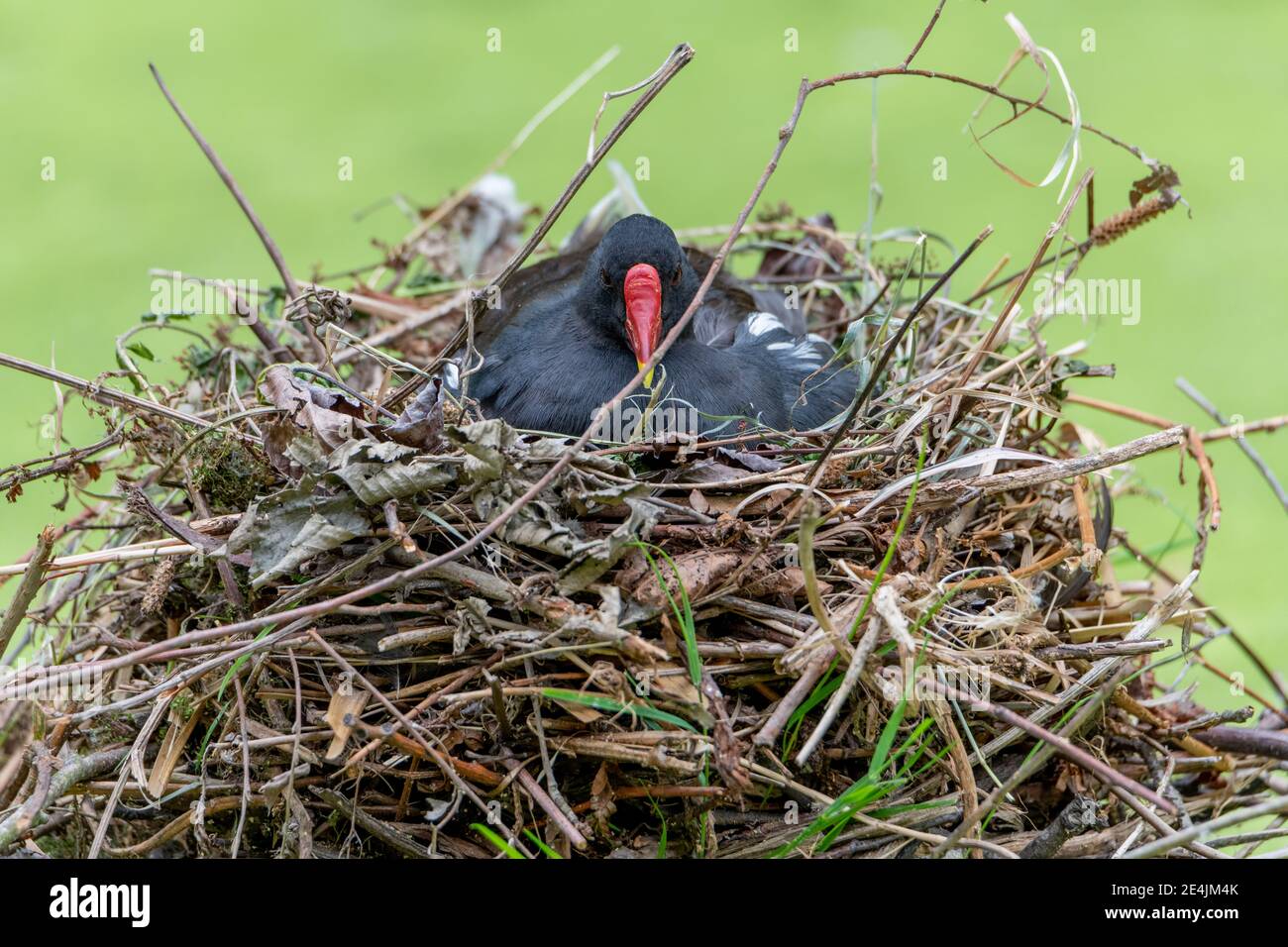 Swamp chicken hi-res stock photography and images - Alamy