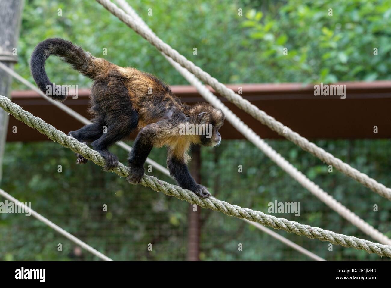 Black Capuchin Monkey climbing down some ropes Stock Photo - Alamy