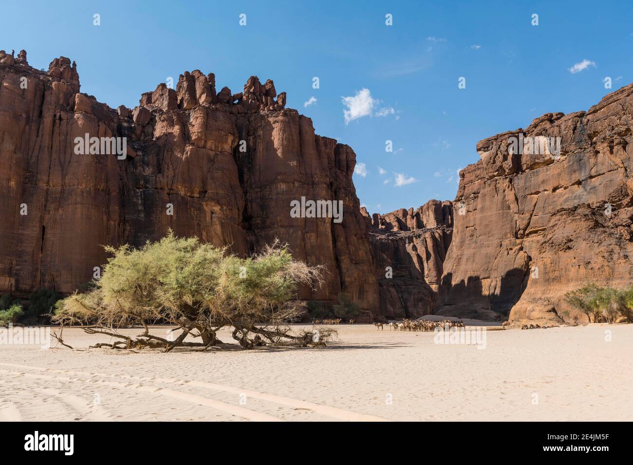 Camel herd at Guelta d'Archei waterhole, Ennedi plateau, Chad Stock ...