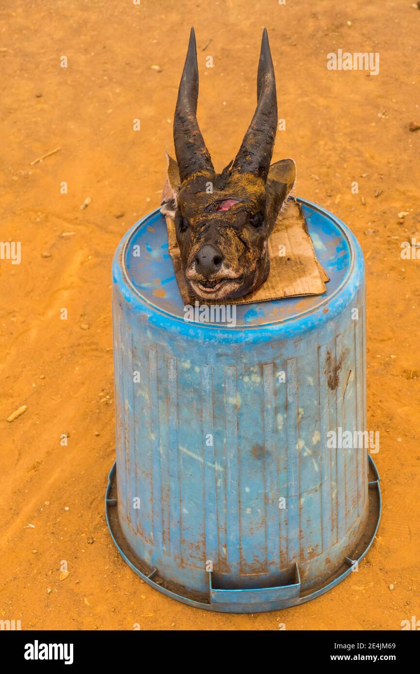 Antelope head for sale, Malanje province, Angola Stock Photo - Alamy