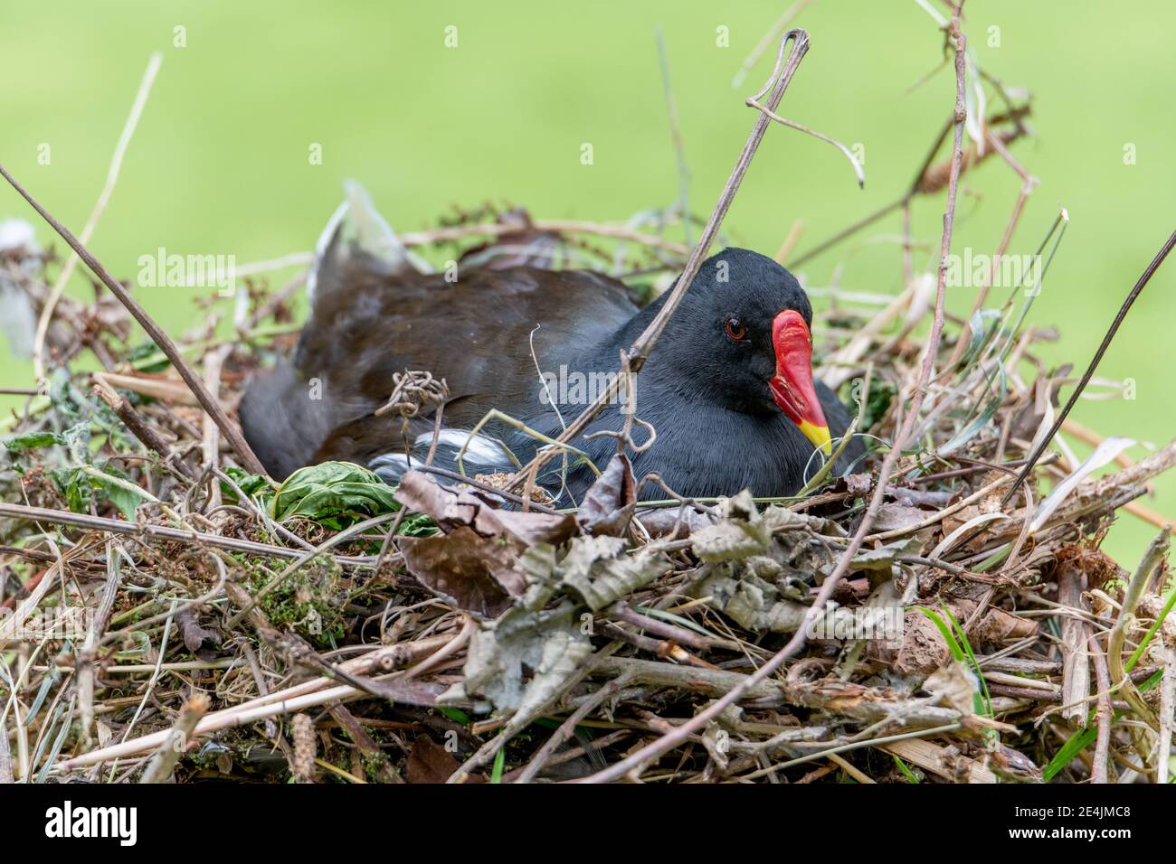 Swamp chicken hi-res stock photography and images - Alamy