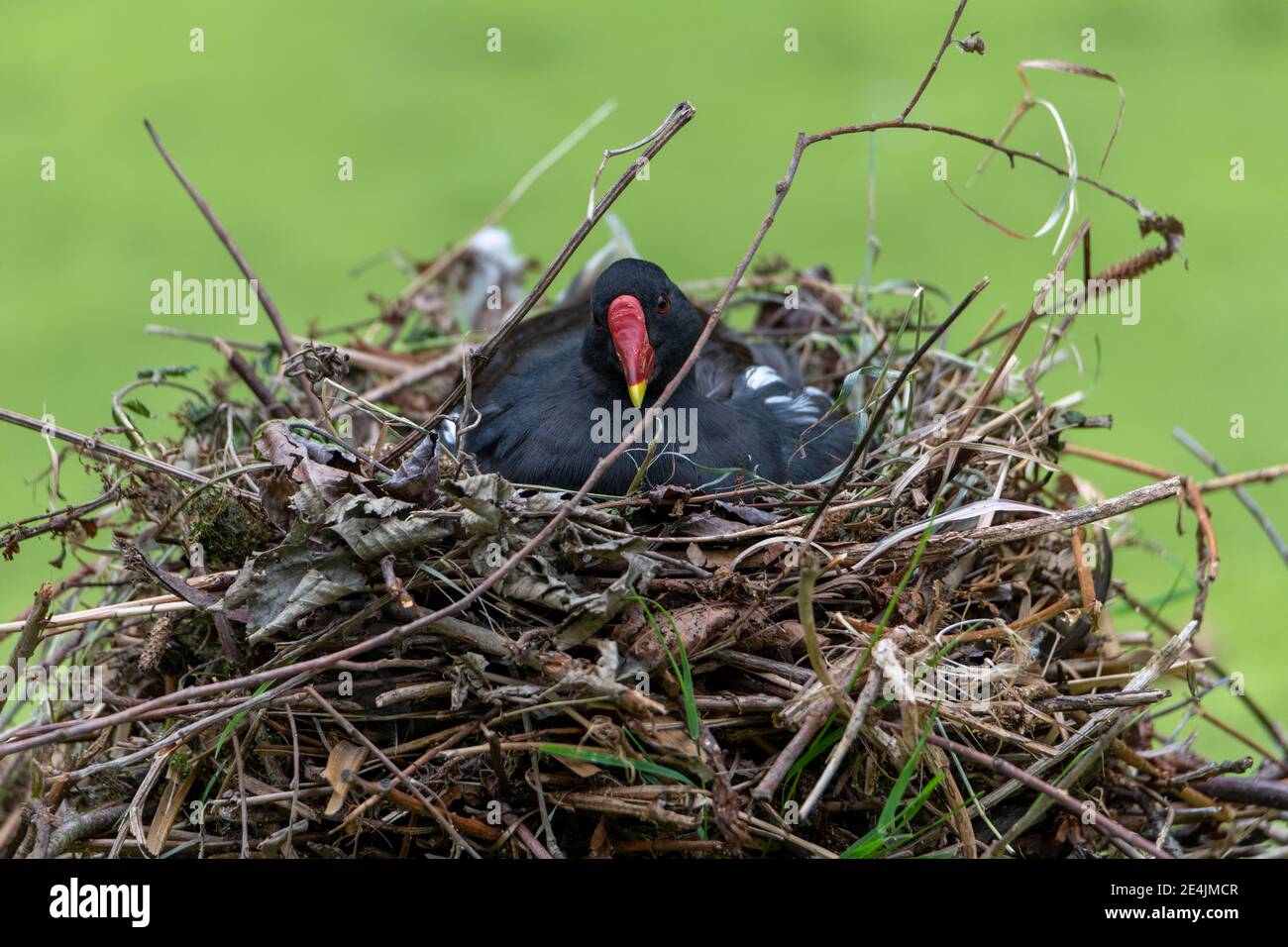 Swamp chicken hi-res stock photography and images - Alamy