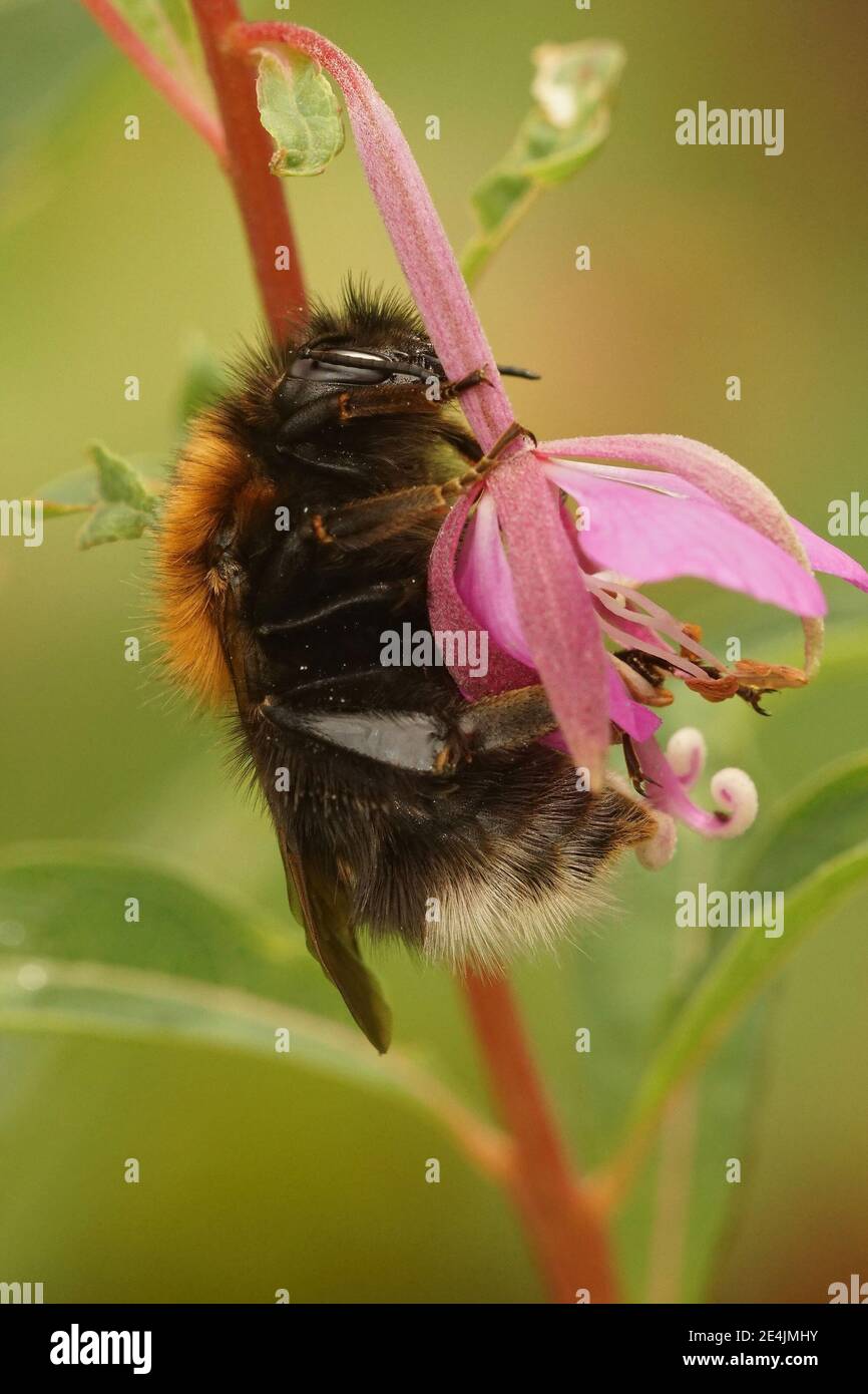 Close up of a queen of tree or new garden bumblebee, Bombus hypnorum ...