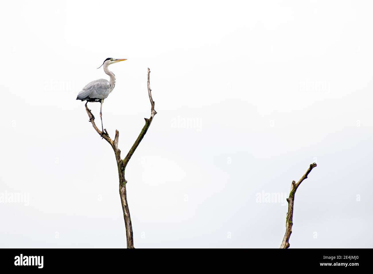 Scrawny hi-res stock photography and images - Alamy