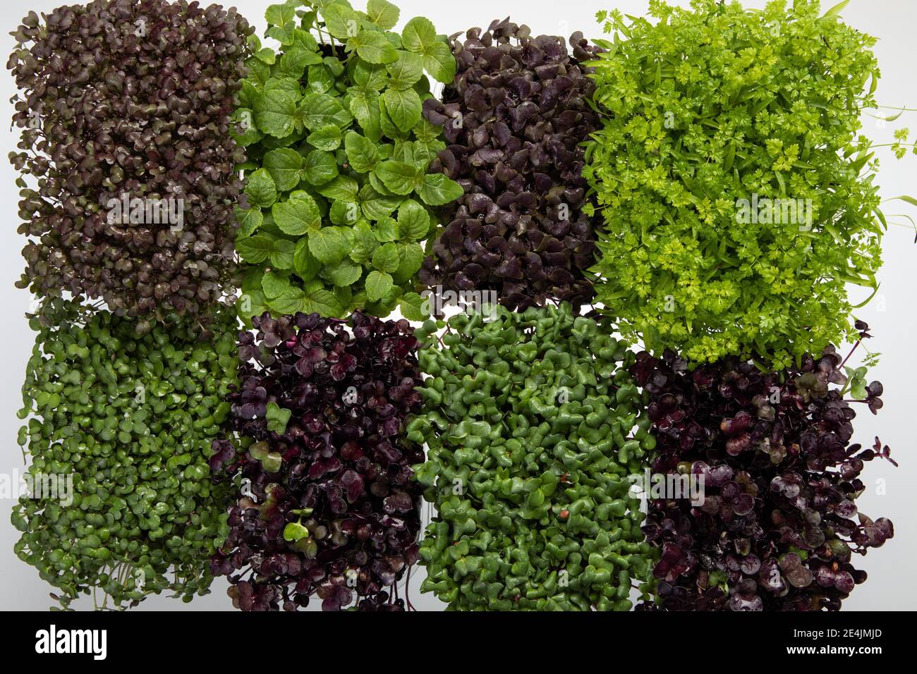 Different colour microgreens shot from the top on a white background ...