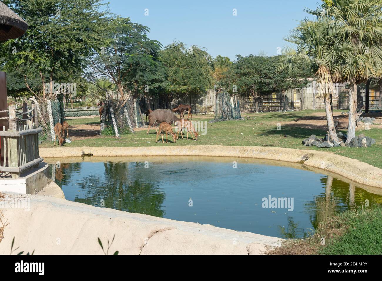 Dubai, United Arab Emirates – January 22, 2021, beautiful Animals in ...