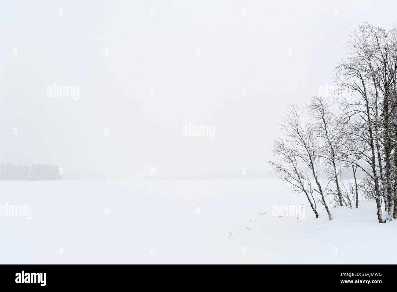 Downy birches (Betula pubescens) in winter, snow on frozen lake Ylae ...