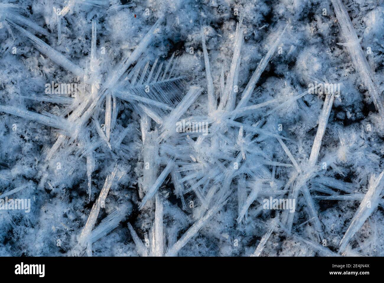 Forms of ice in a puddle, ice crystals, frost, winter, Goldenstedter ...