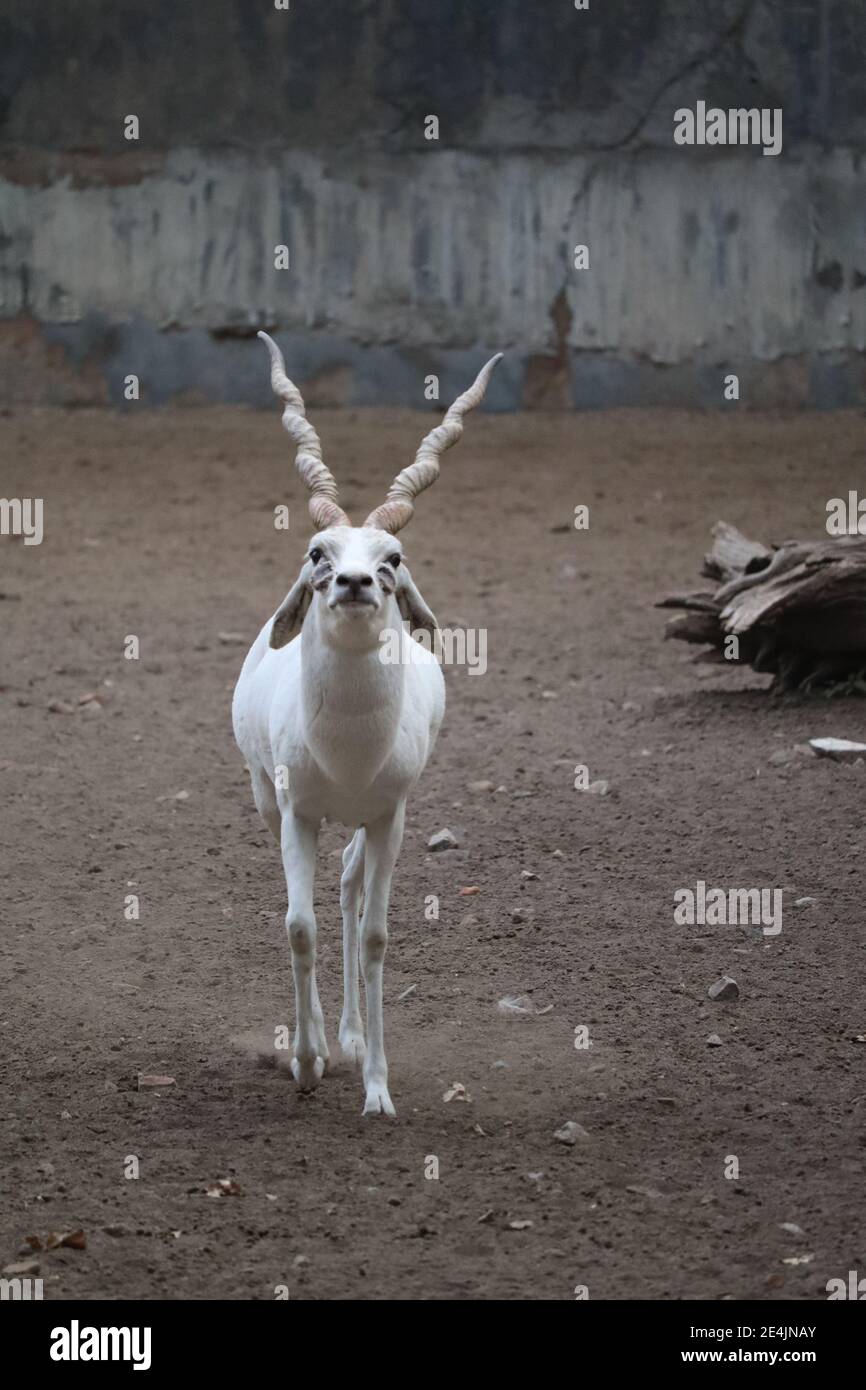 Albino blackbuck hi-res stock photography and images - Alamy