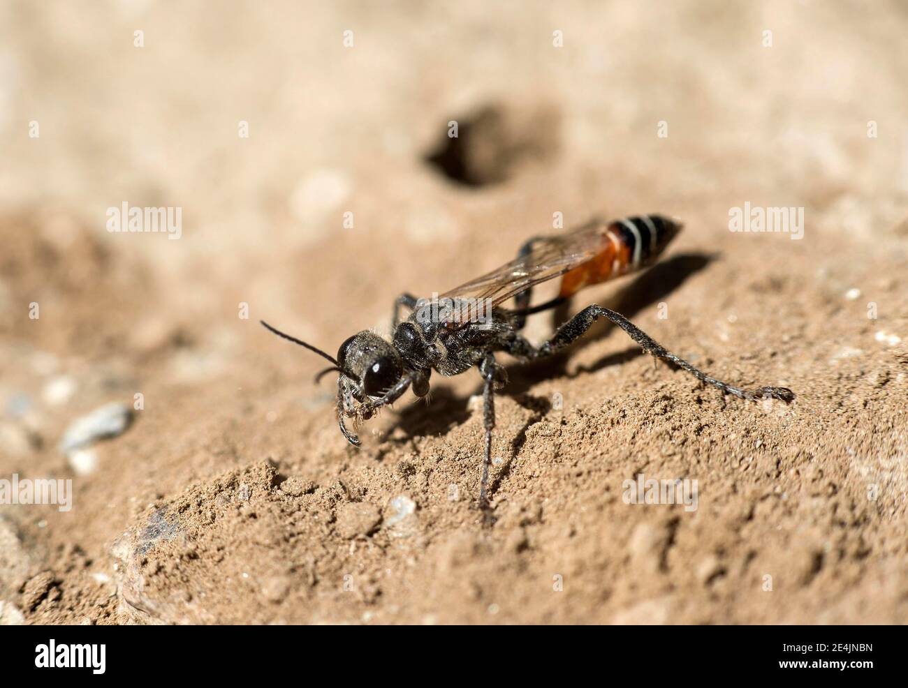 Female of the southern digger wasp (Prionyx kirbii), rear entrance to ...