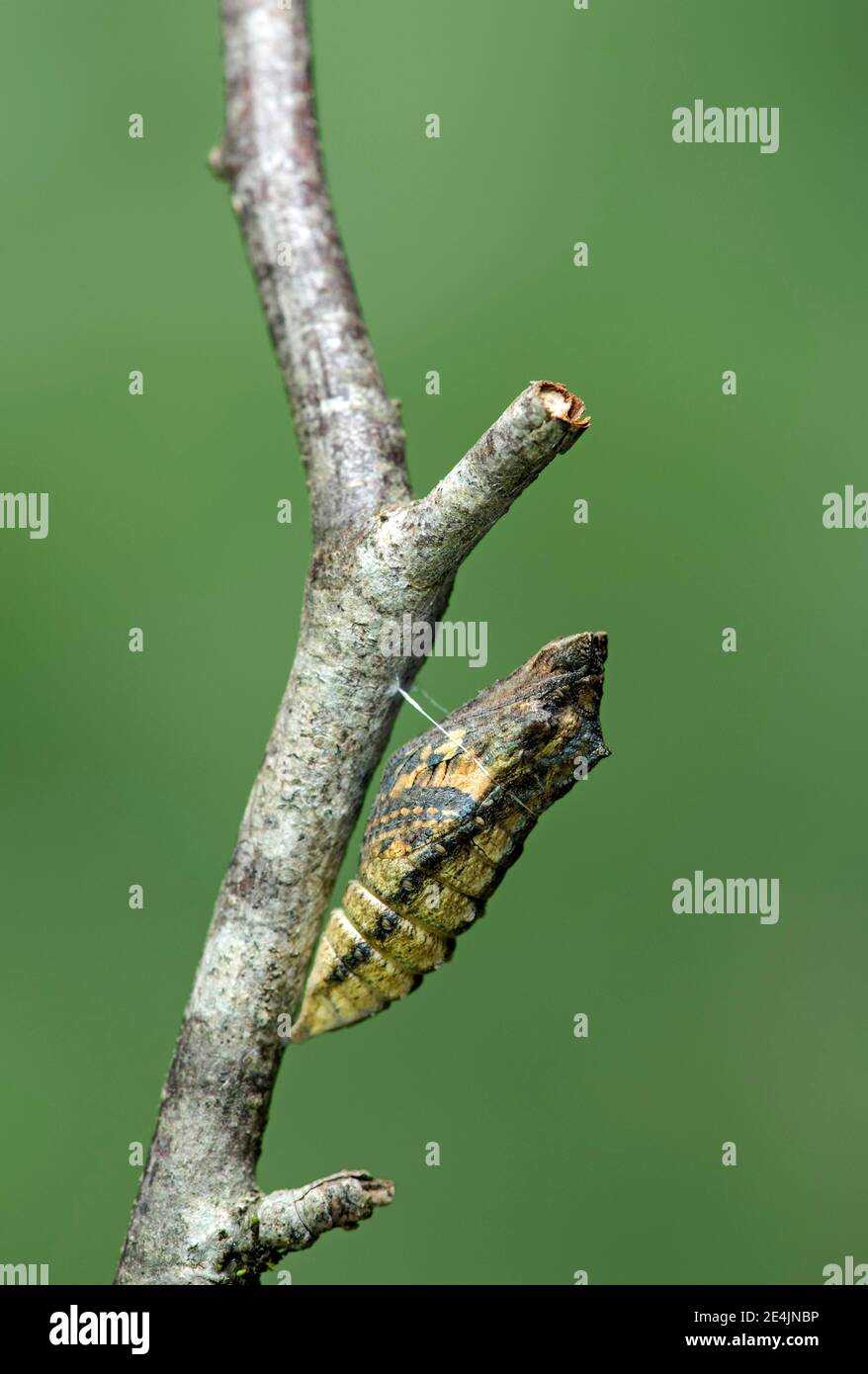 Hatching girdle pupa of a swallowtail butterfly (Papilio machaon ...